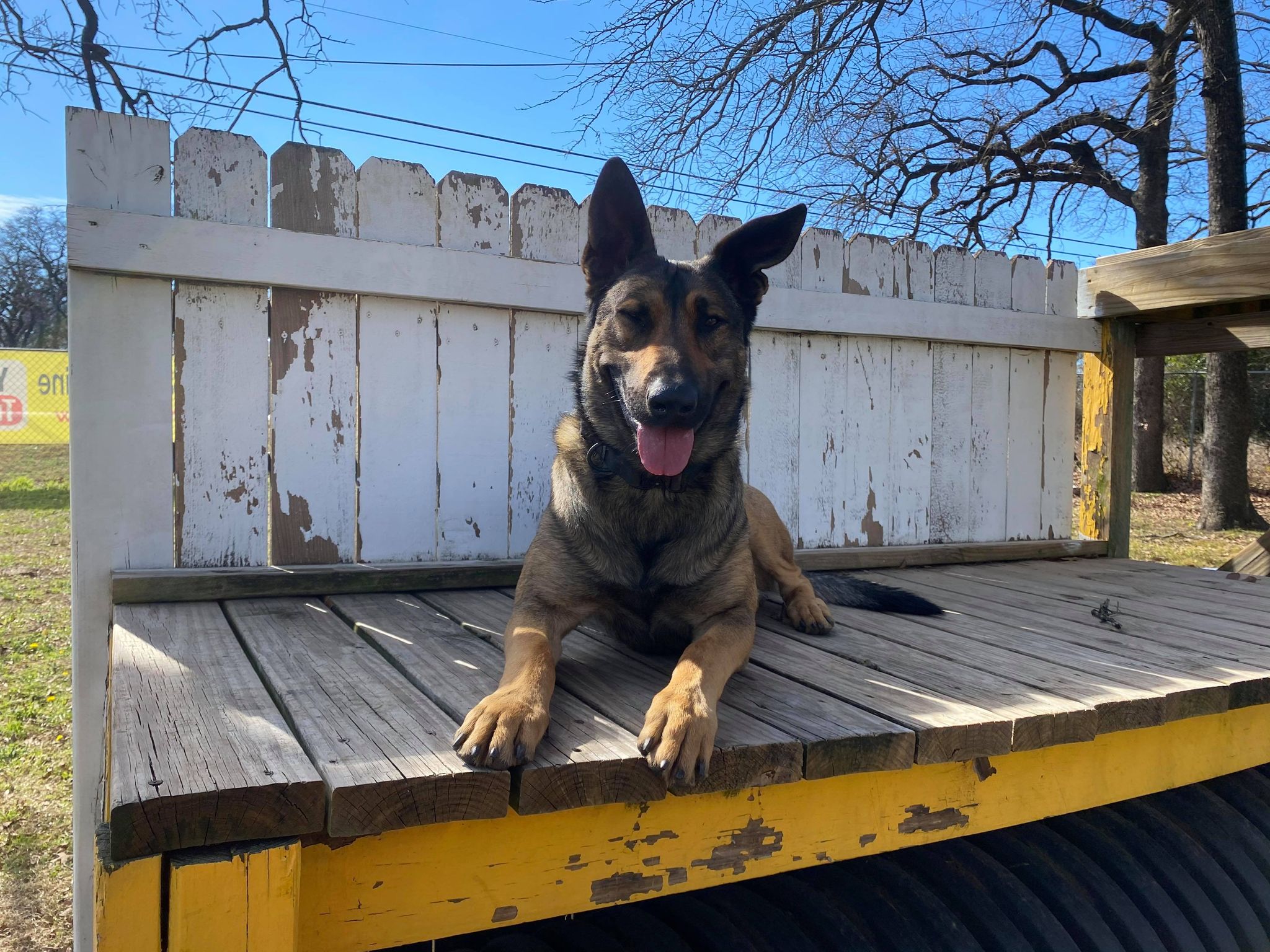 Mr. Bullet – Western Shepherd