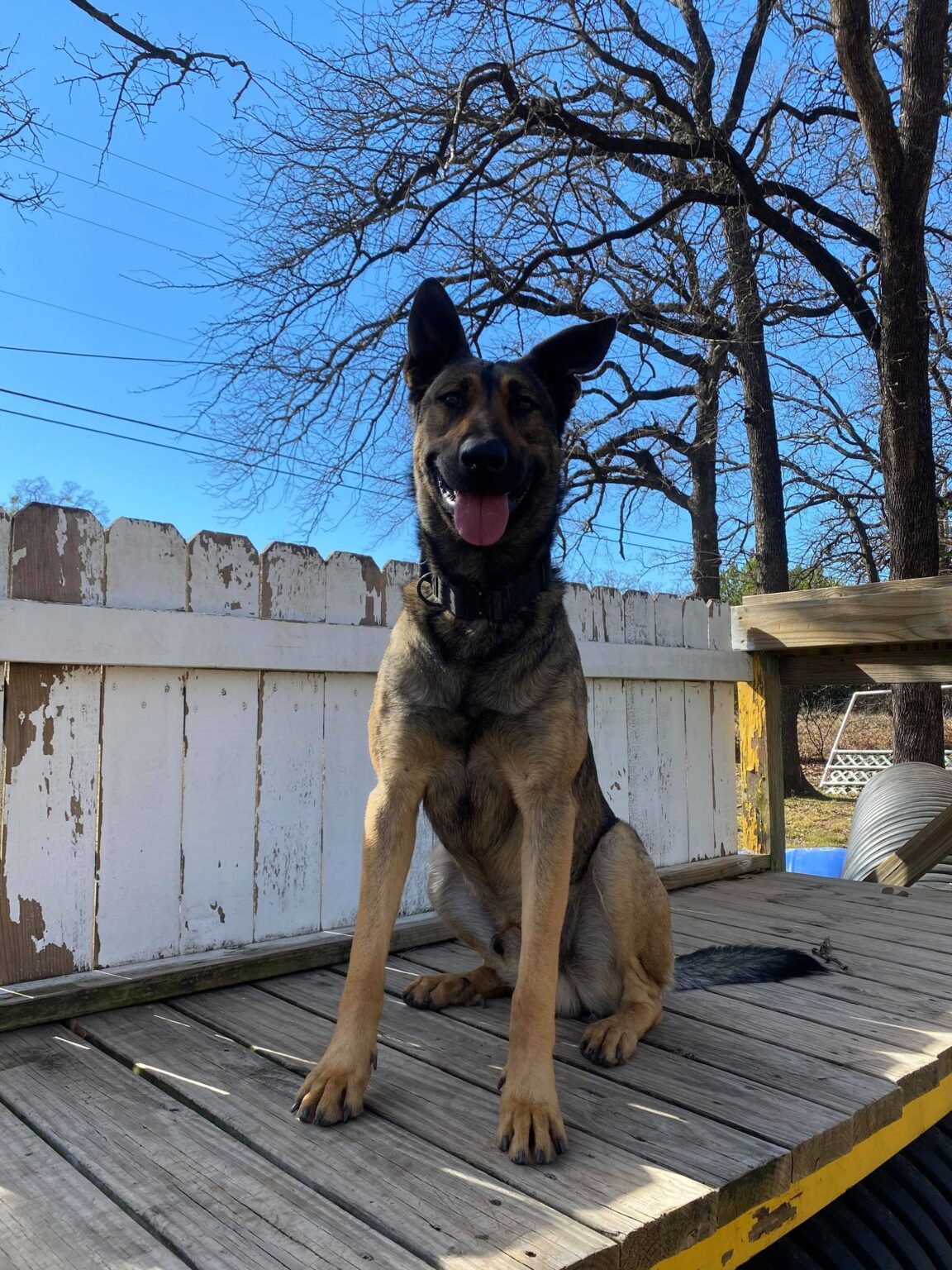 Our Dogs – Western Shepherd