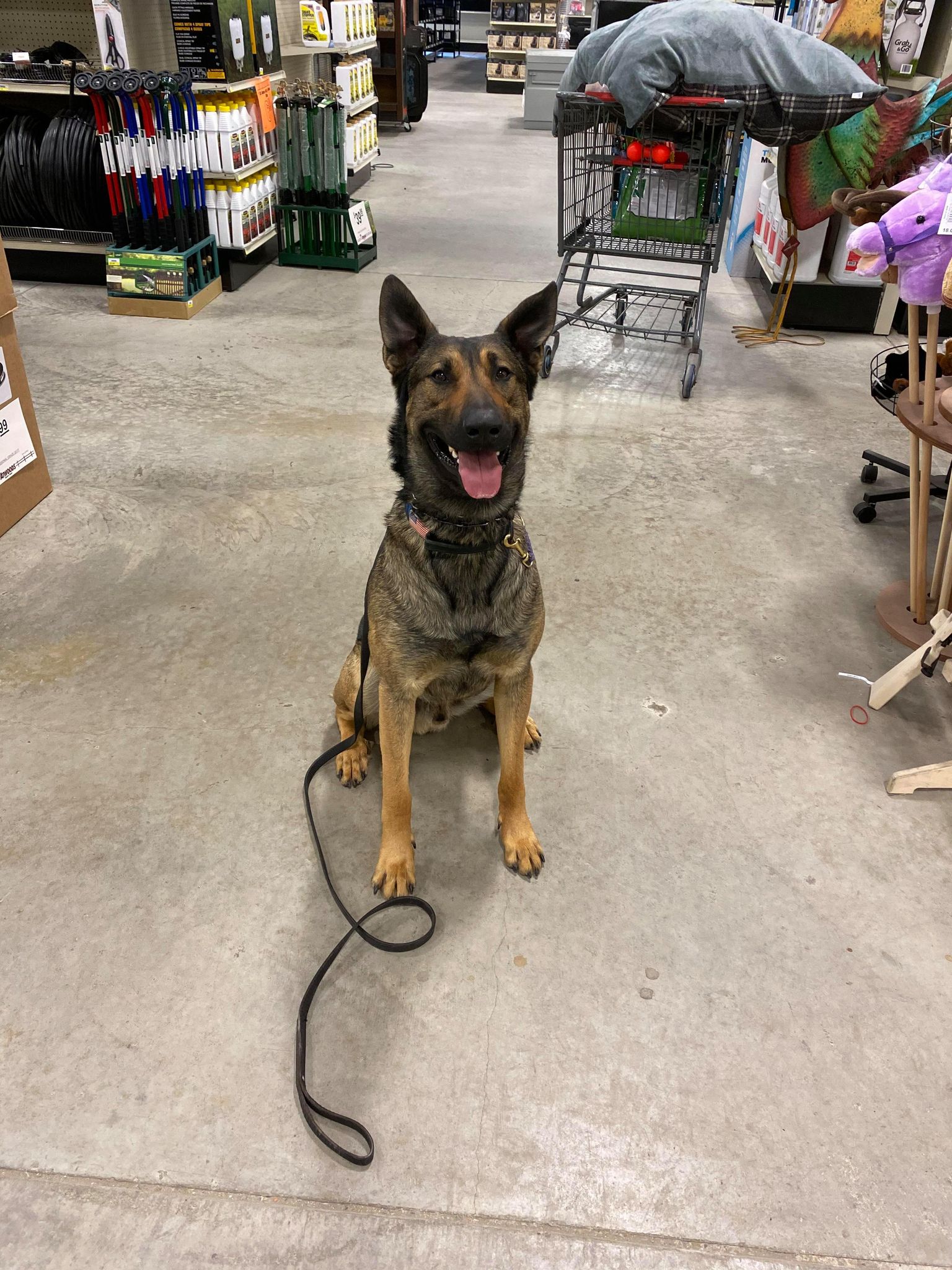 Mr. Bullet – Western Shepherd